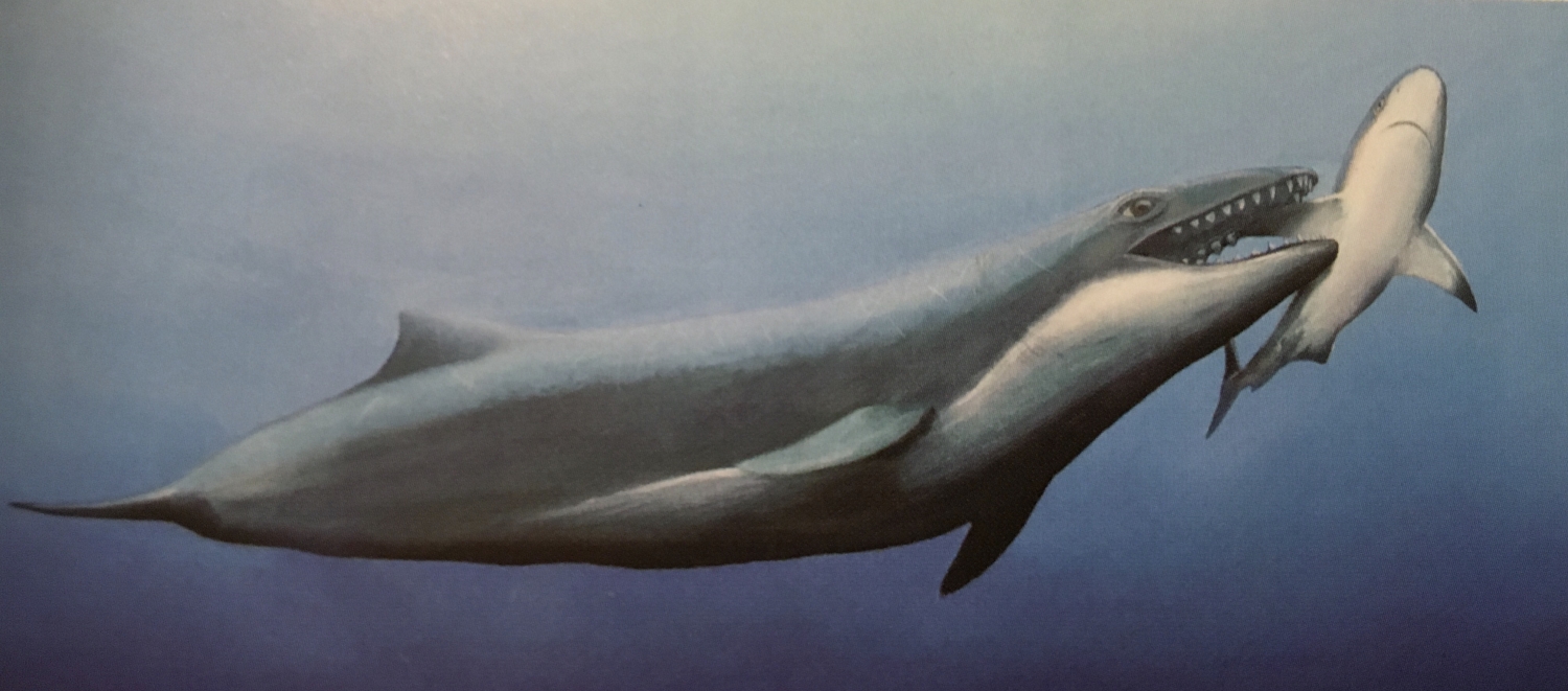 Janjucetus - Noel Murphy