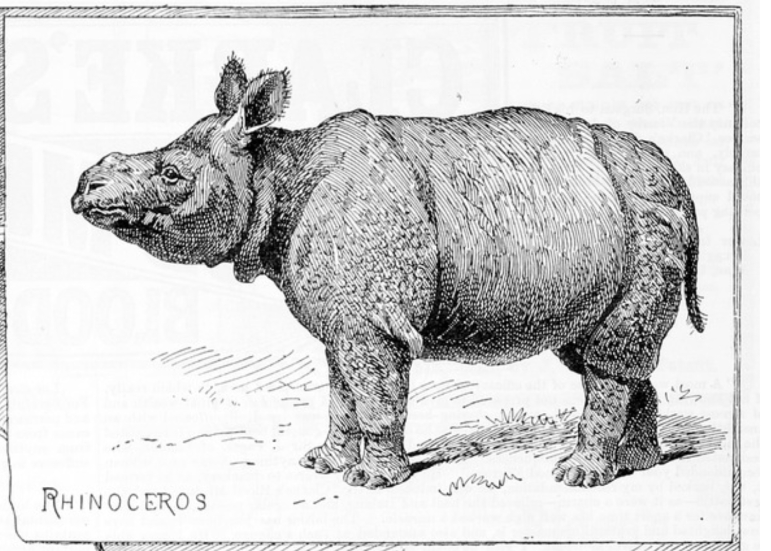 Bancoora rhino - Noel Murphy